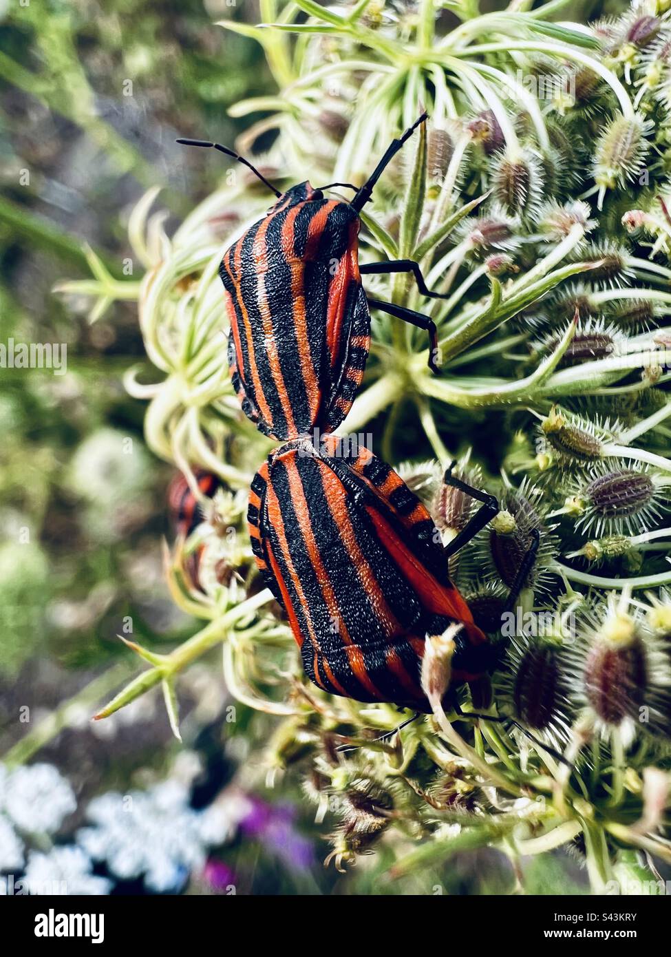 Red black bugs hi-res stock photography and images - Alamy