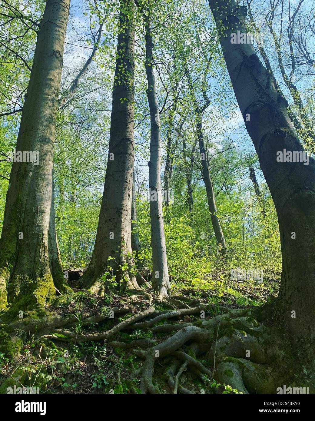 Trees, old trees, forest, spring, spring forest, tree, root, tree root ...