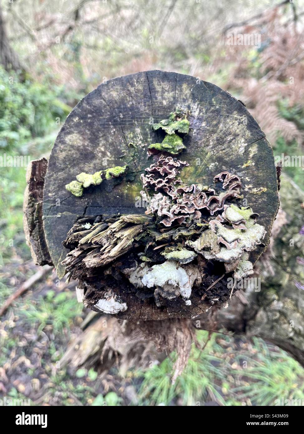 Natures fungi hi-res stock photography and images - Alamy