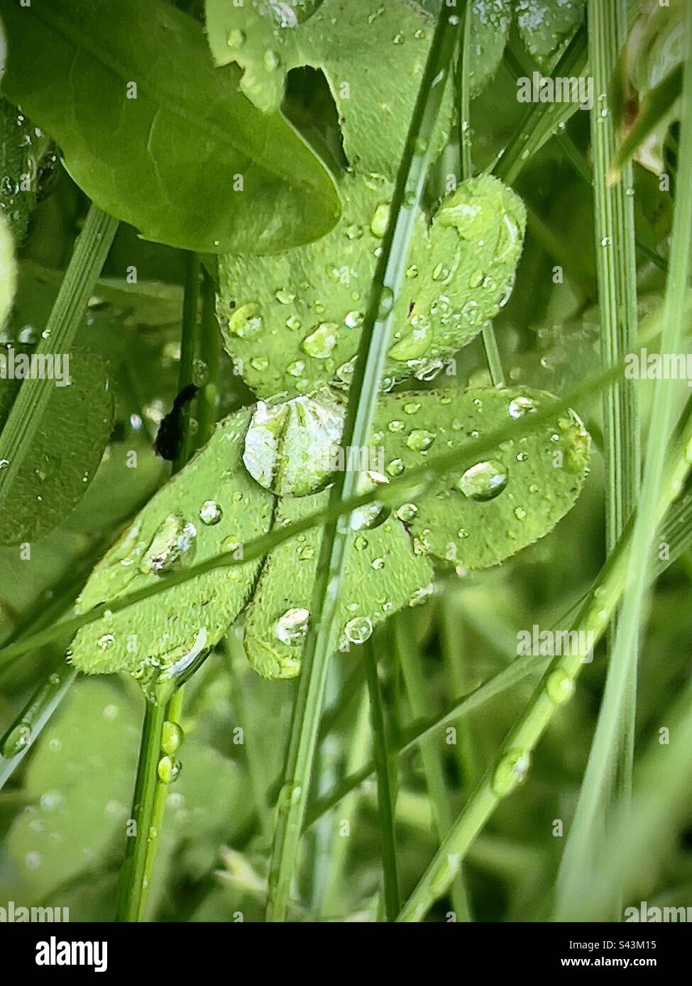 Wet field after rain hi-res stock photography and images - Alamy