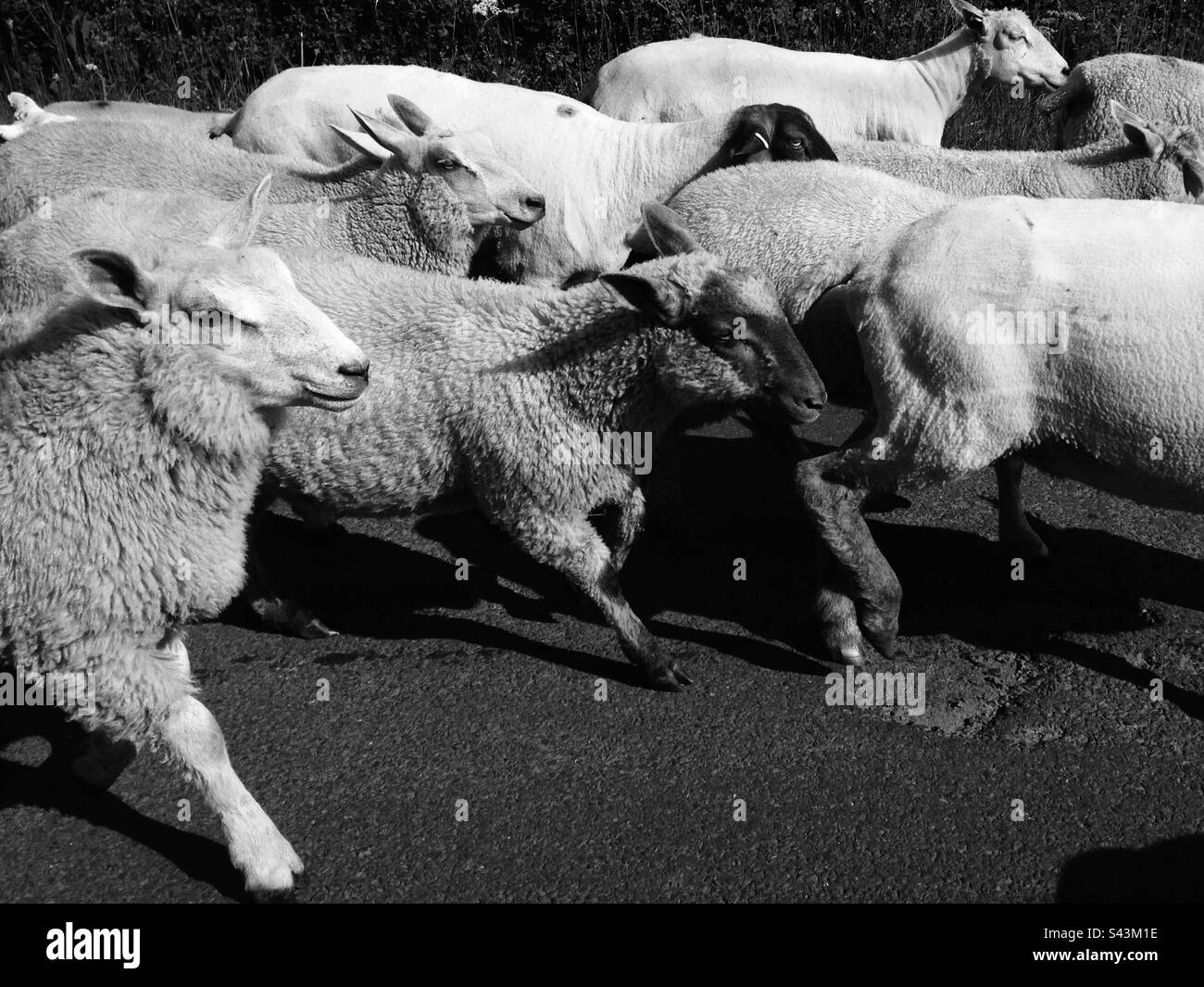 Sheep race hi-res stock photography and images - Alamy
