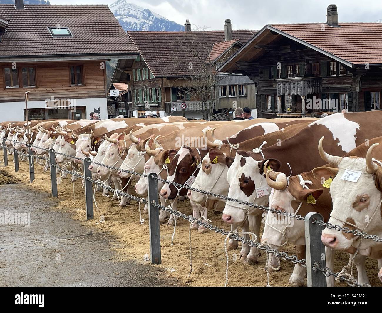Simmental valley hi-res stock photography and images - Alamy
