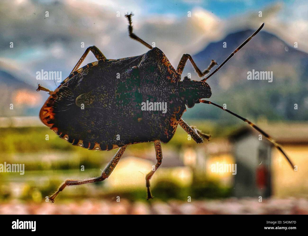 Cimice hi-res stock photography and images - Alamy