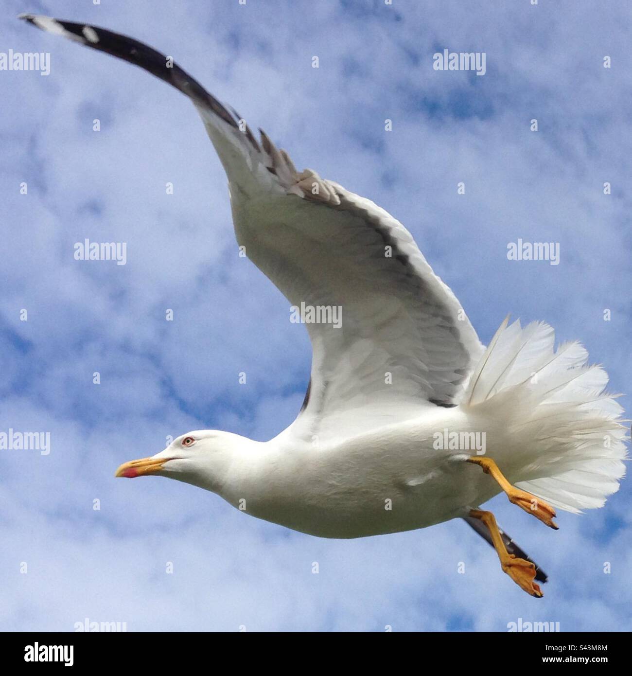 Lunch monitor hi-res stock photography and images - Alamy