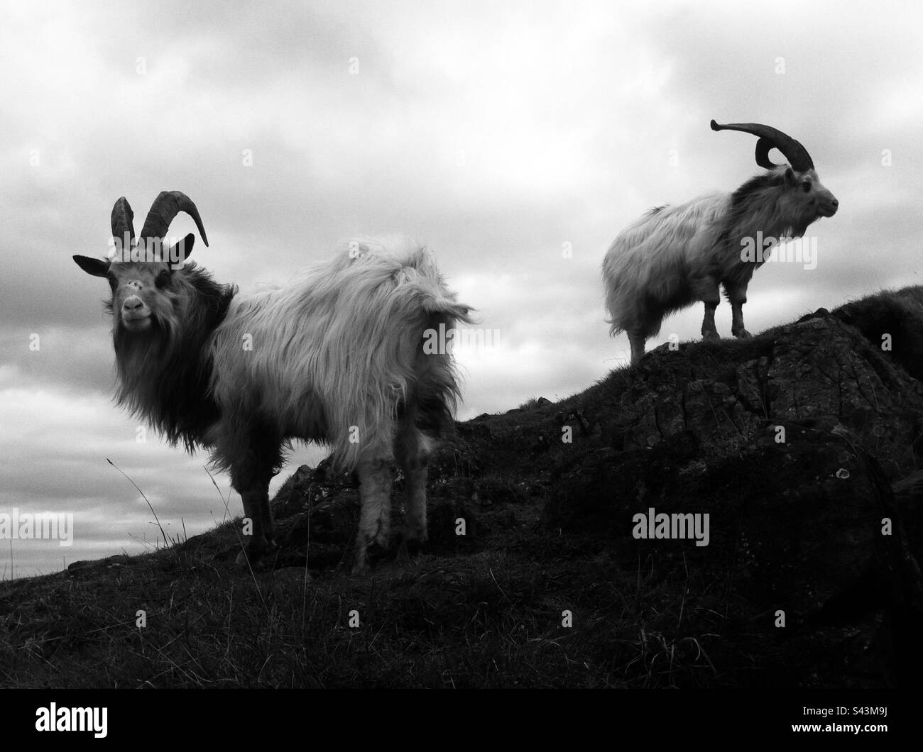 Wild goats hi-res stock photography and images - Alamy