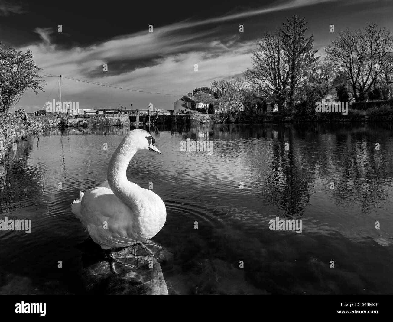 Follow animals Black and White Stock Photos & Images - Alamy