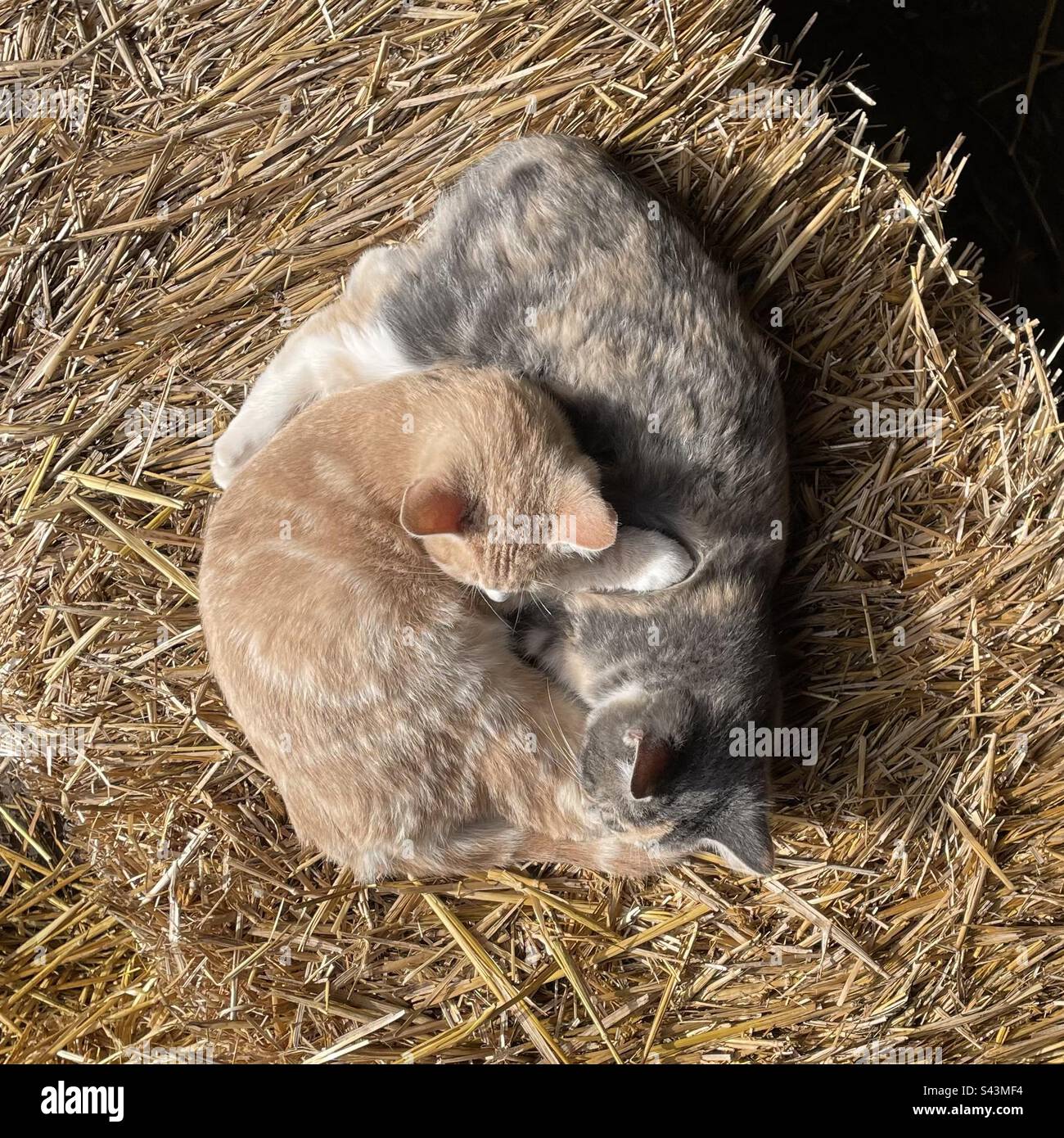 Barn kitties hi-res stock photography and images - Alamy