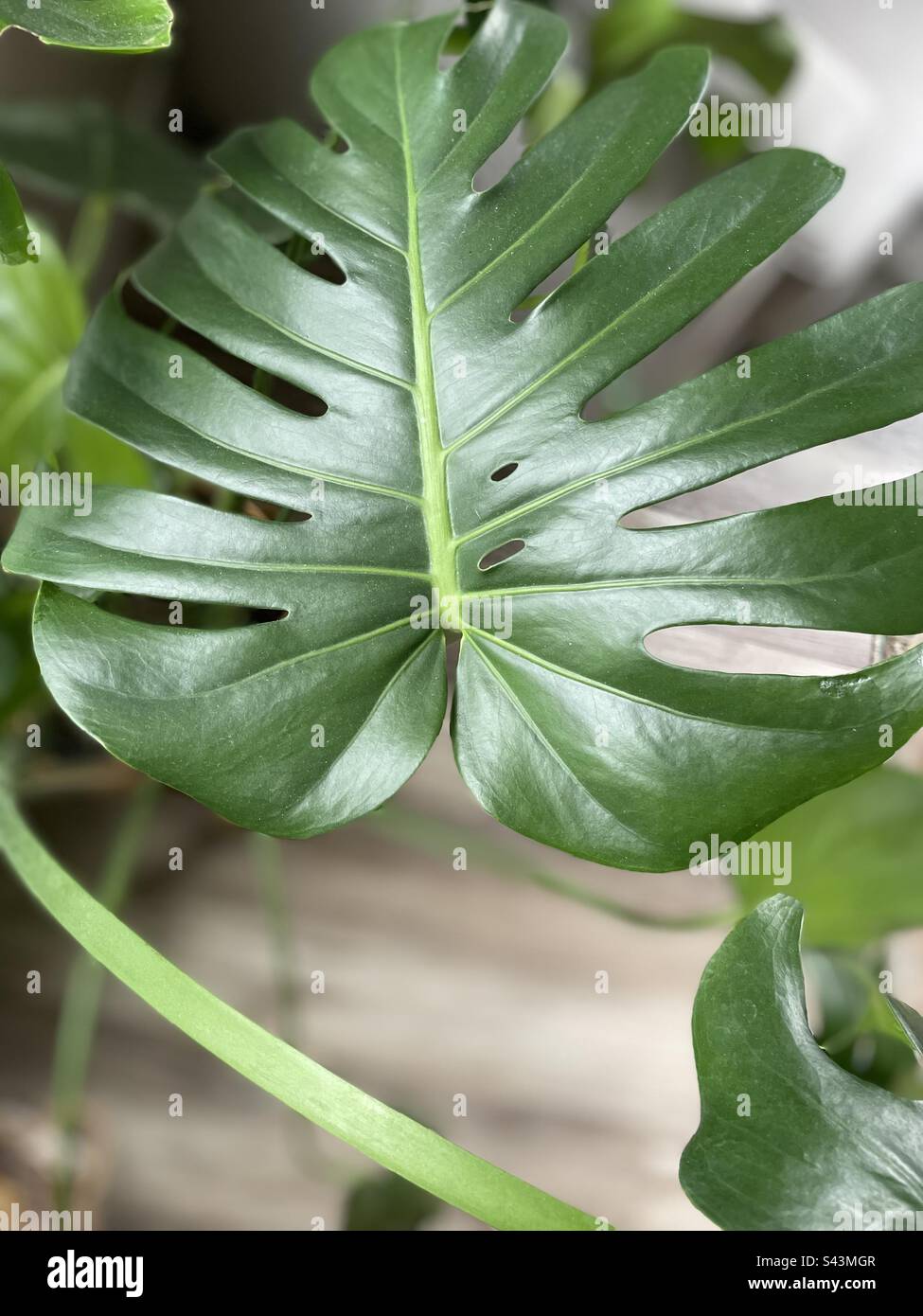 Monstera propagation hi-res stock photography and images - Alamy
