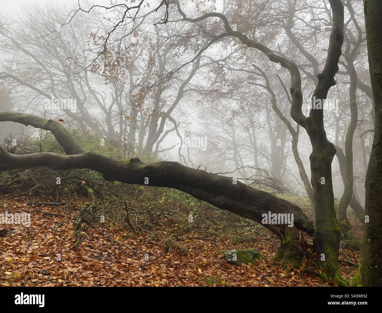 Falling tree hi-res stock photography and images - Alamy