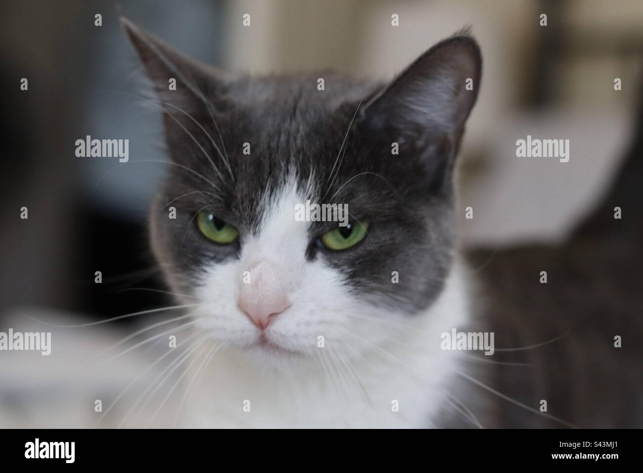 Grumpy feline hi-res stock photography and images - Alamy