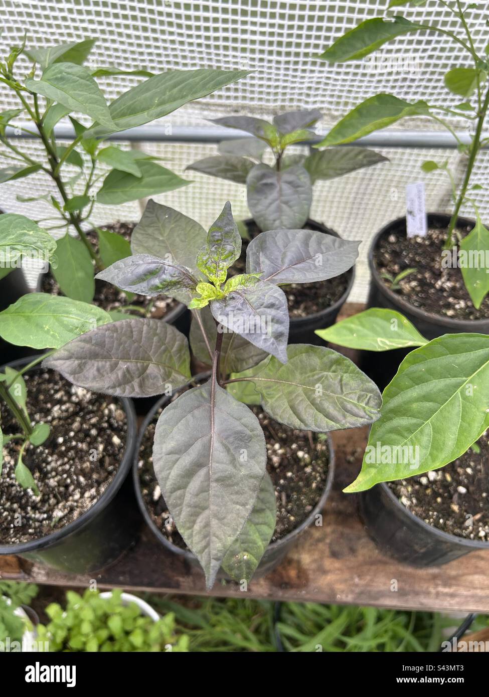 Growing peppers hi-res stock photography and images - Alamy