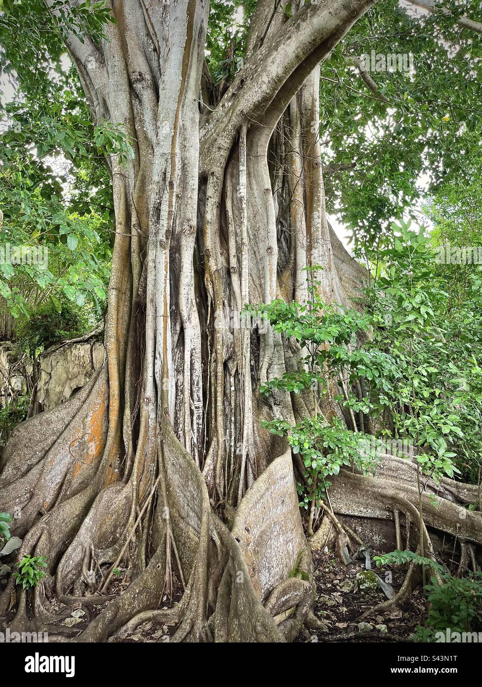 Fromager tree hi-res stock photography and images - Alamy