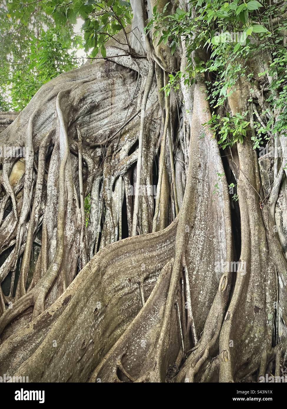 Sprawling roots hi-res stock photography and images - Alamy