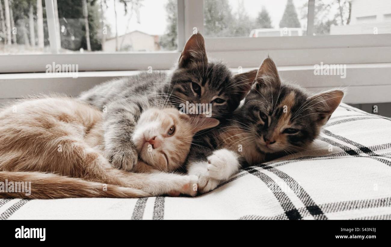 Little kittens hi-res stock photography and images - Alamy