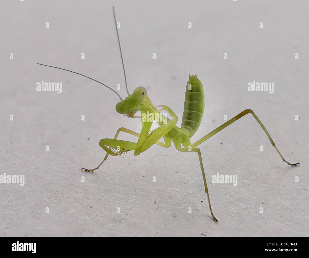 Giant asian praying mantis hi-res stock photography and images - Alamy
