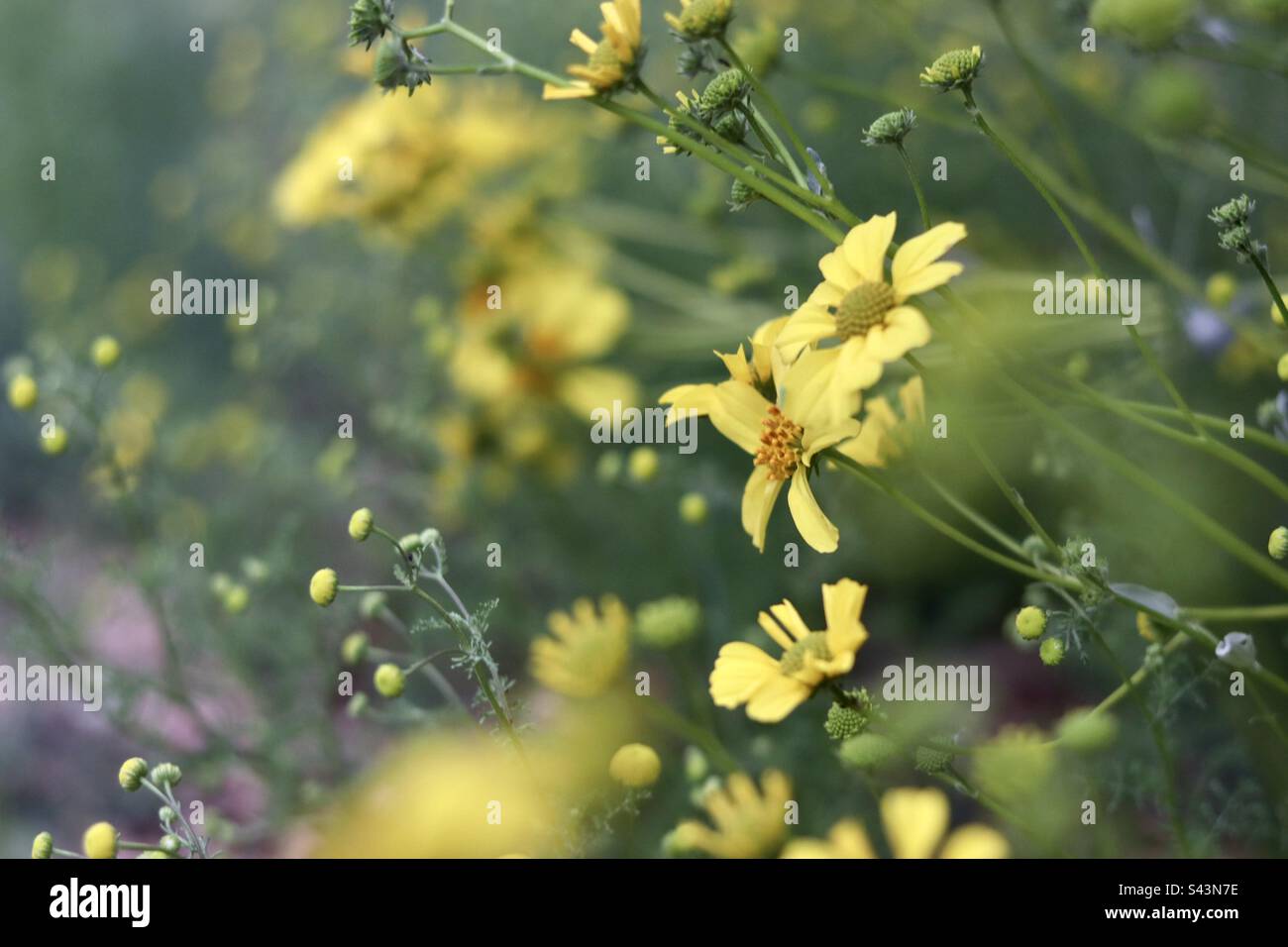 Gilbert arizona spring hi-res stock photography and images - Alamy