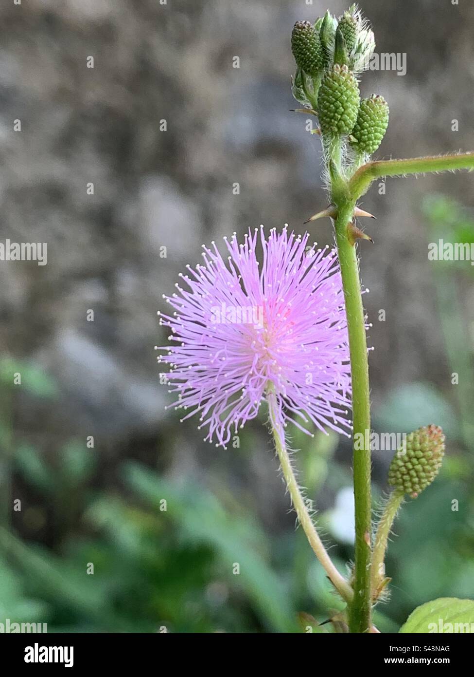 Ceylon wallpaper hi-res stock photography and images - Alamy