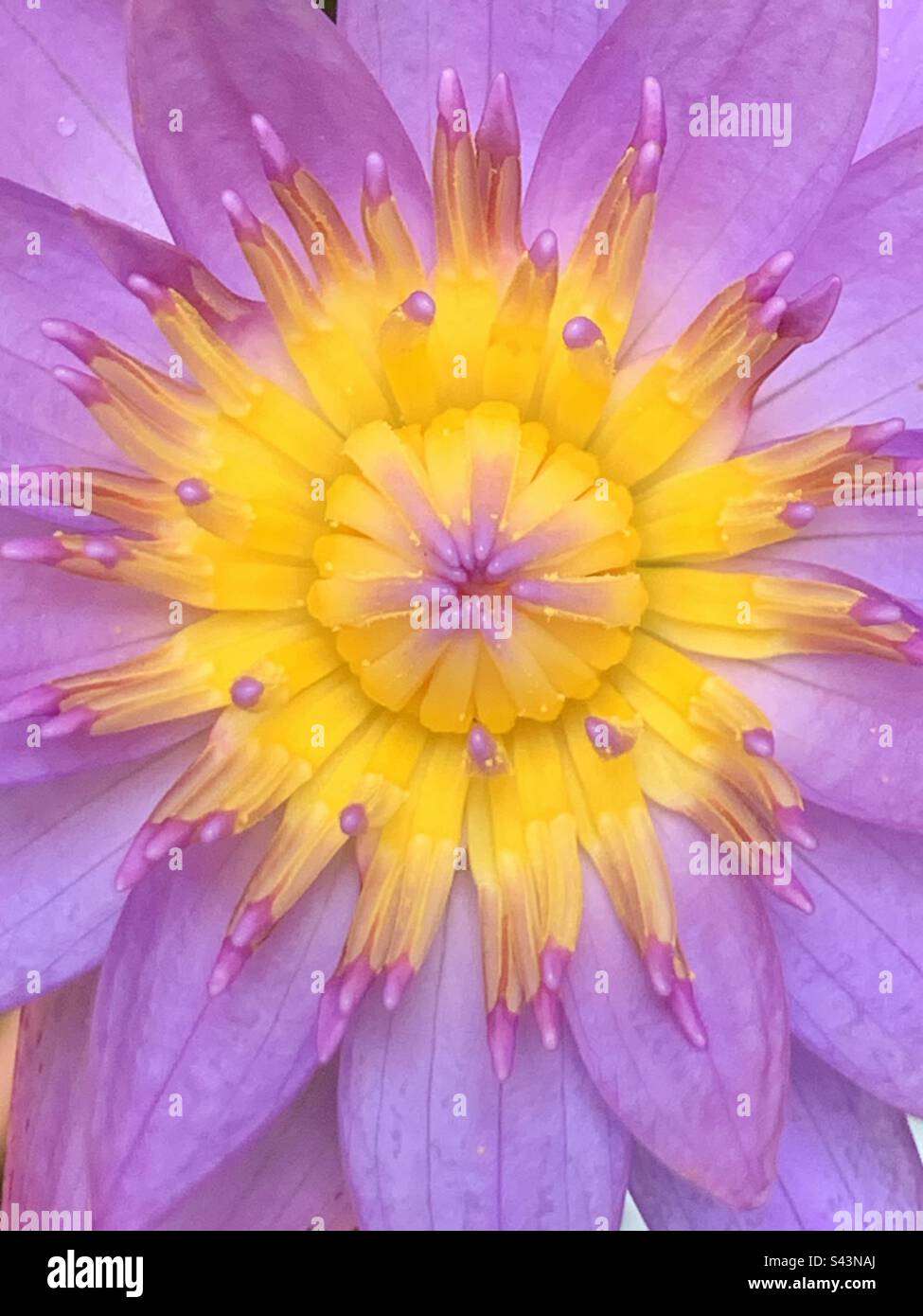 Ella lily hi-res stock photography and images - Alamy