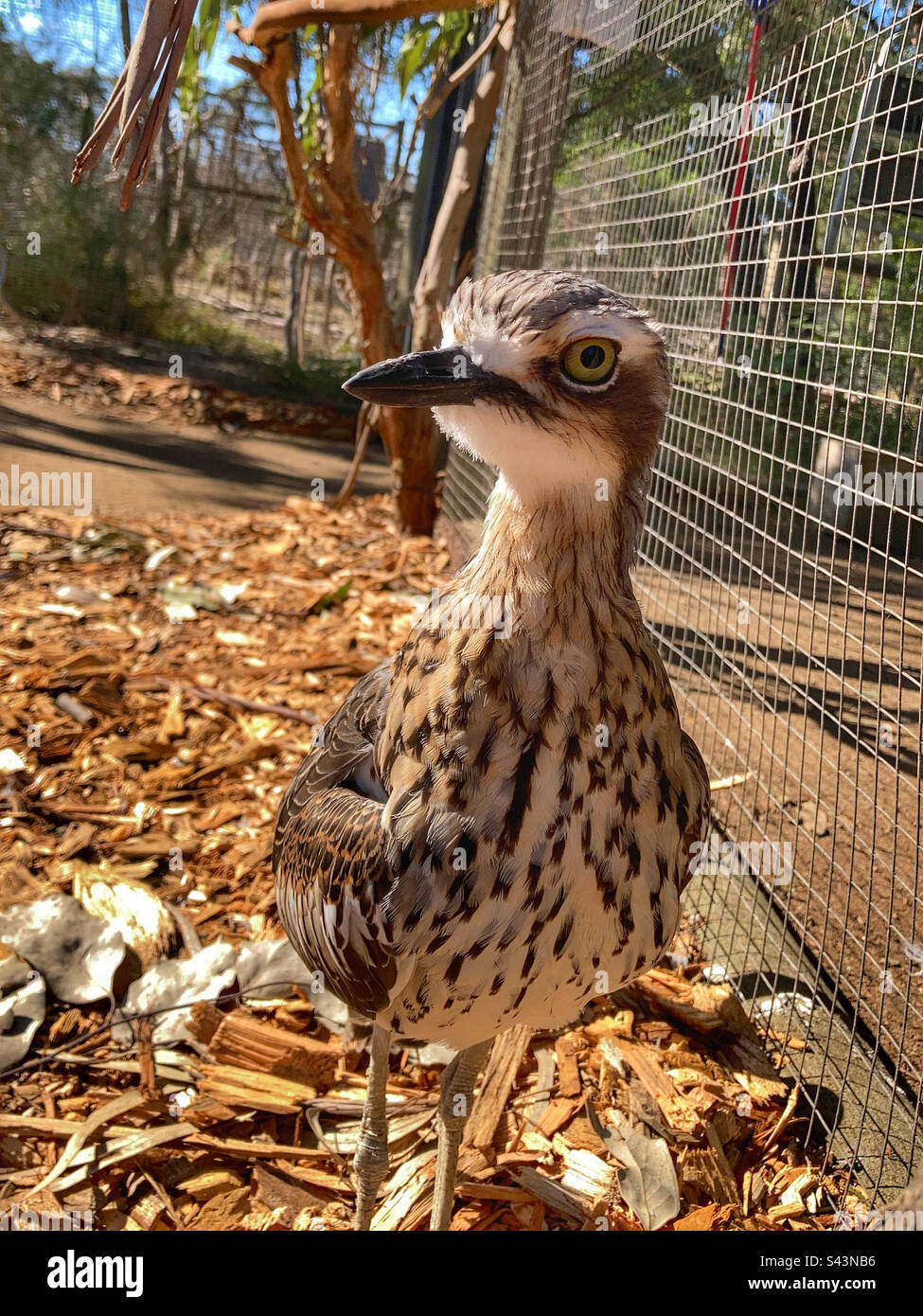 Australian bird hi-res stock photography and images - Alamy