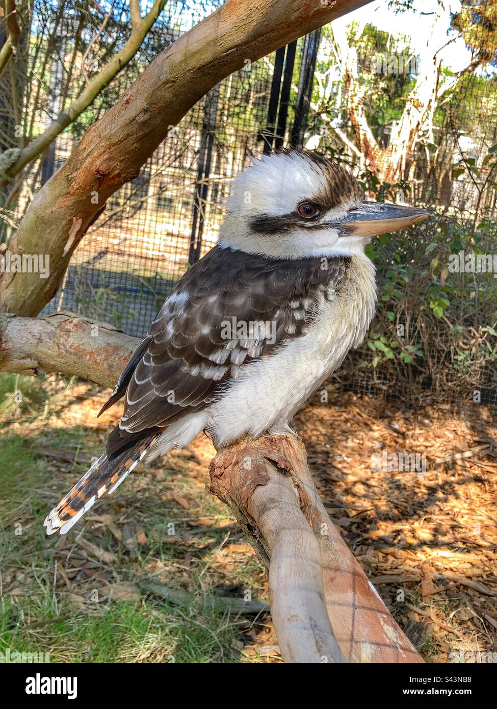 Australian Kookaburra