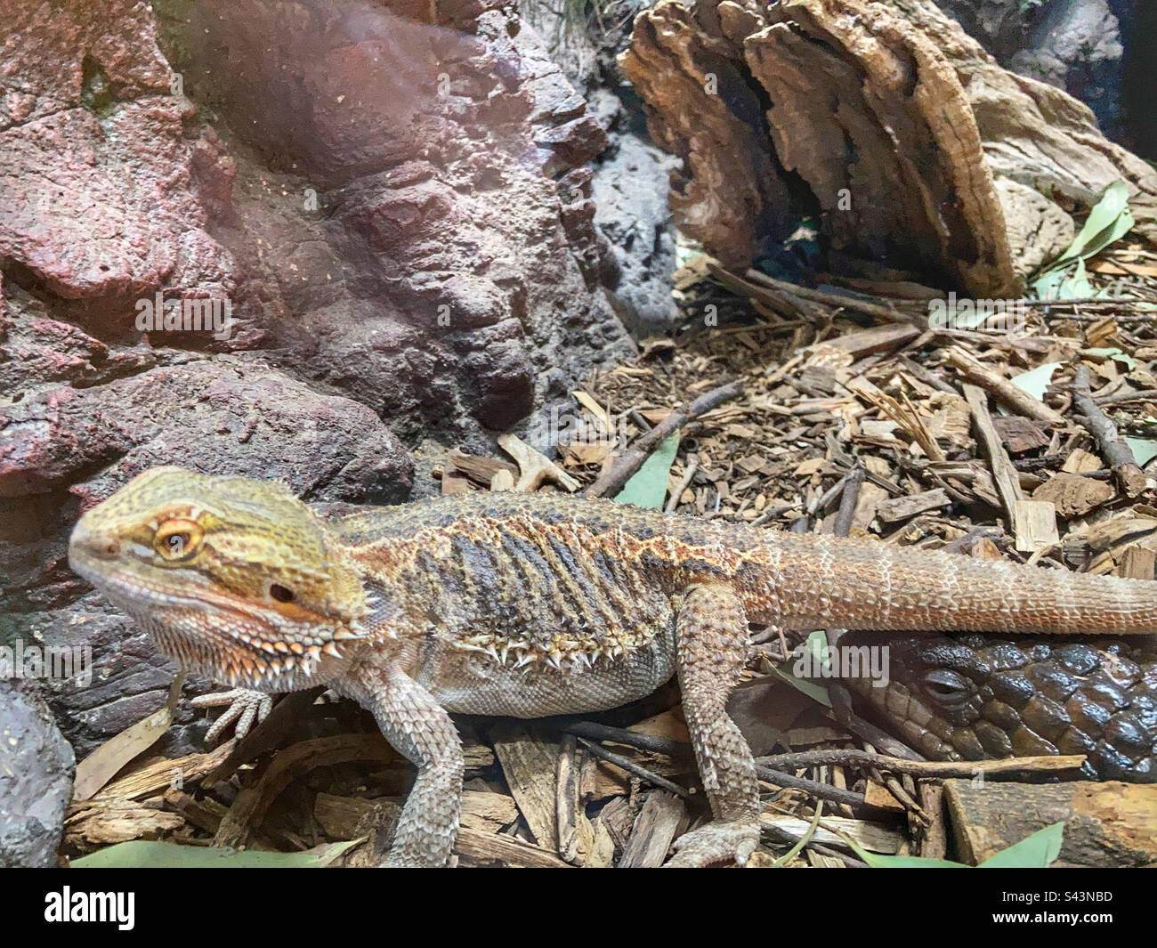 Australian lizard hi-res stock photography and images - Alamy