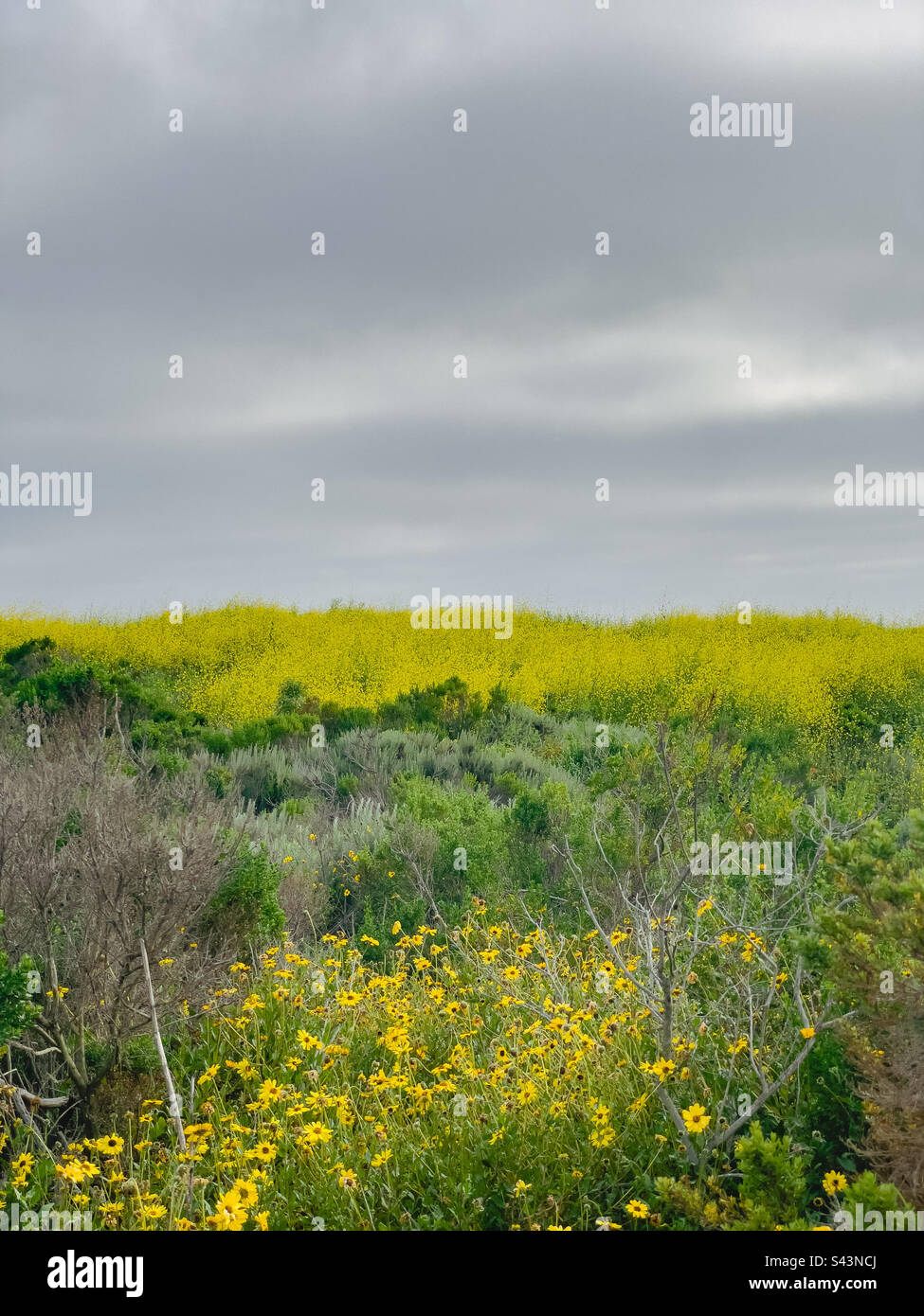 Yellow wildflowers in meadow under overcast skies Stock Photo - Alamy