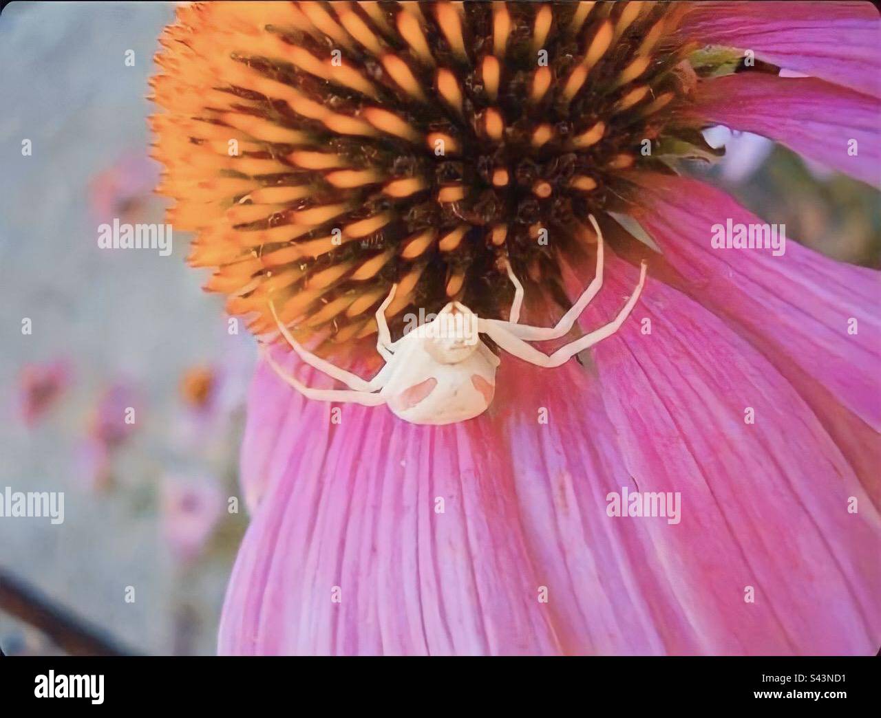 Purple Cone Flower and White Spider Stock Photo - Alamy