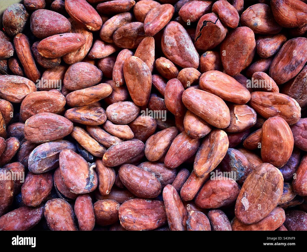 Cocoa dry seeds in El Castillo del Chocolate in Peña de Bernal in San ...