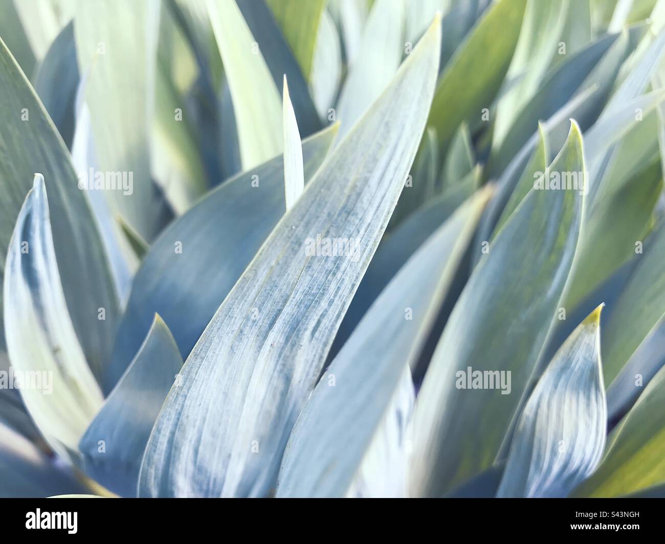 Pastel color green blue spring plants under sunlight Stock Photo - Alamy