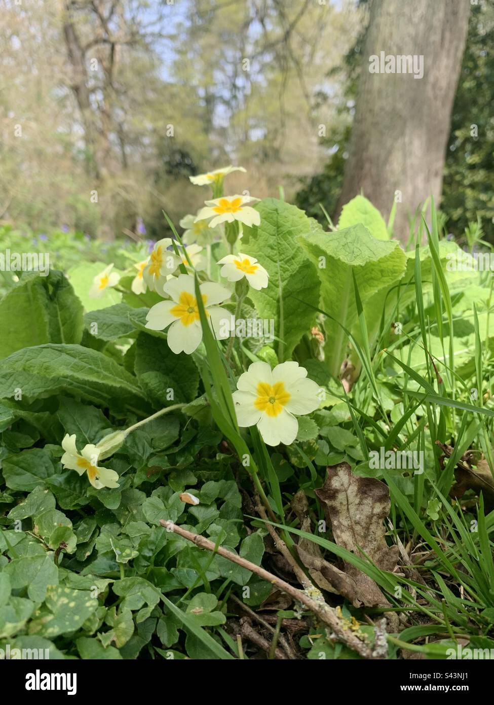 British primroses hi-res stock photography and images - Alamy