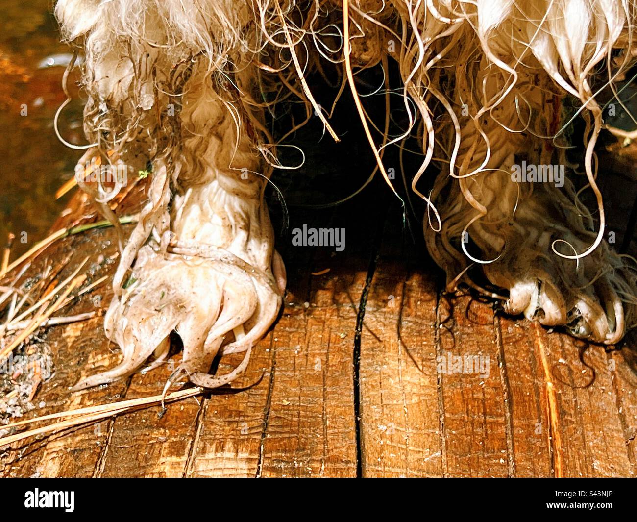 Dog feet hi-res stock photography and images - Alamy