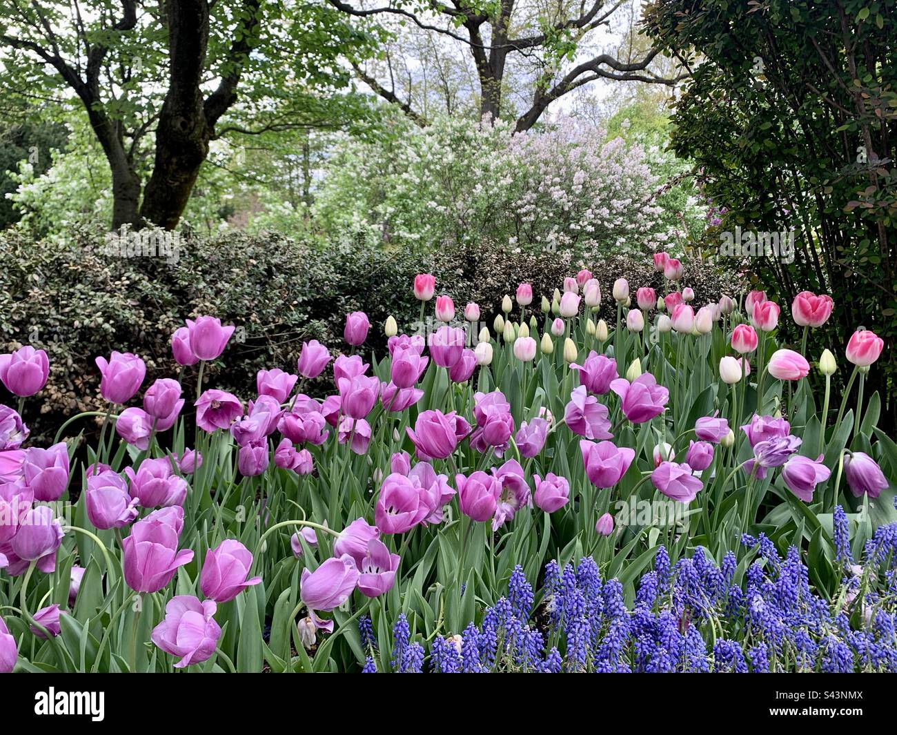 Field of Spring flowers, tulips and hyacinths Stock Photo - Alamy