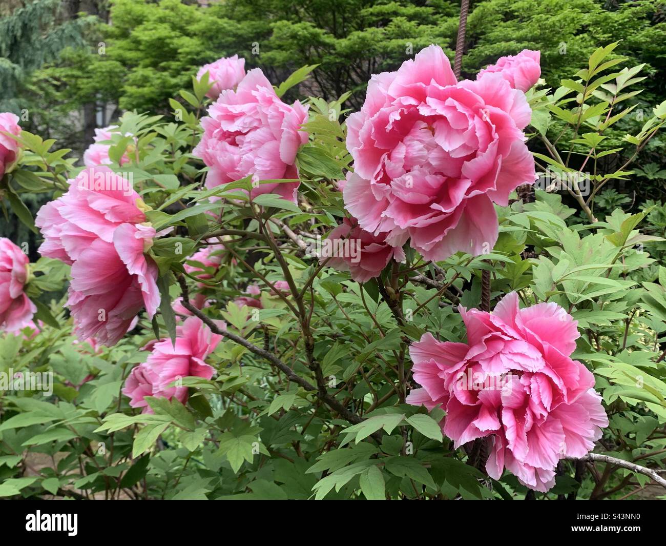 Bloom peonies hi-res stock photography and images - Alamy