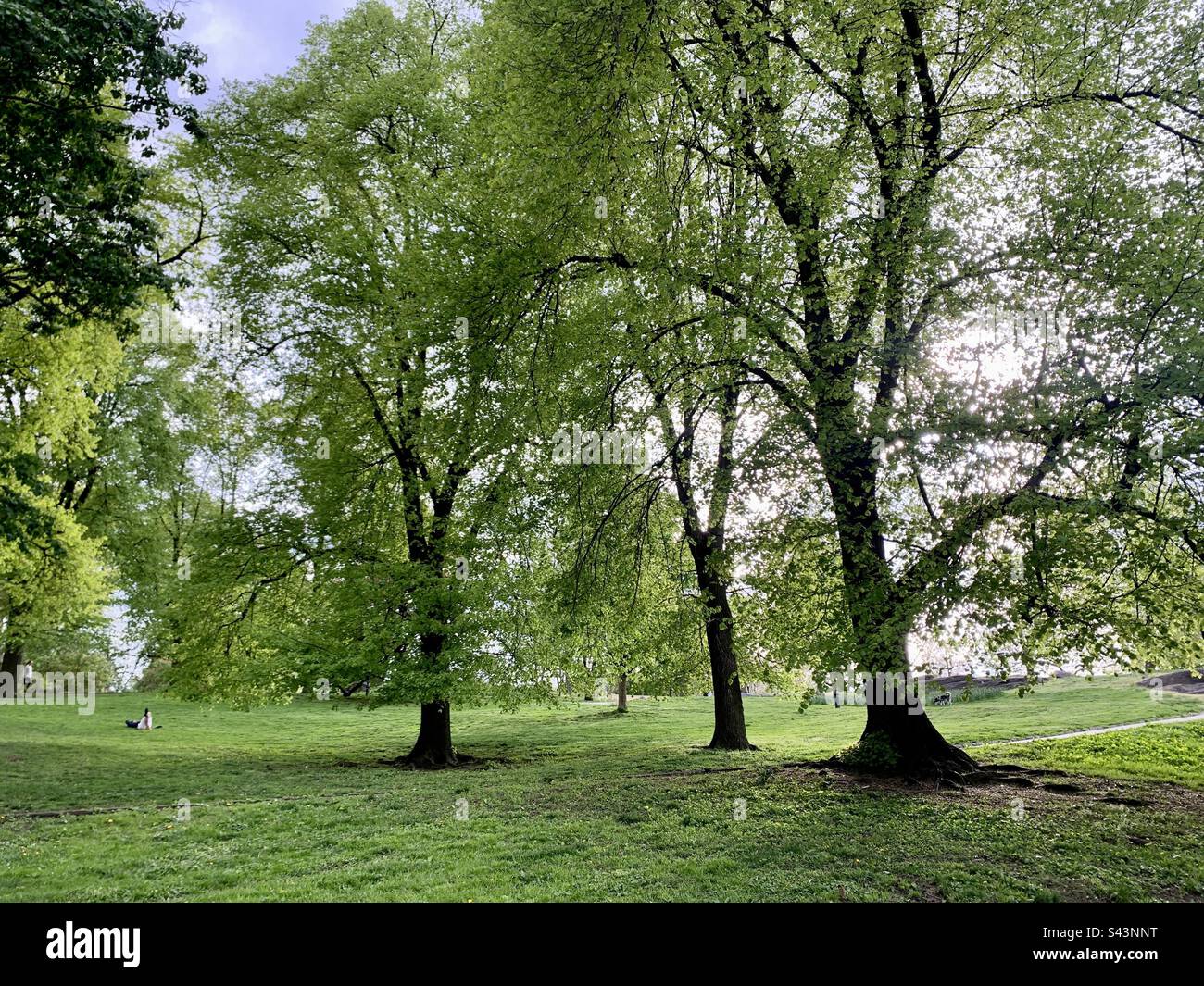 Old trees hi-res stock photography and images - Alamy