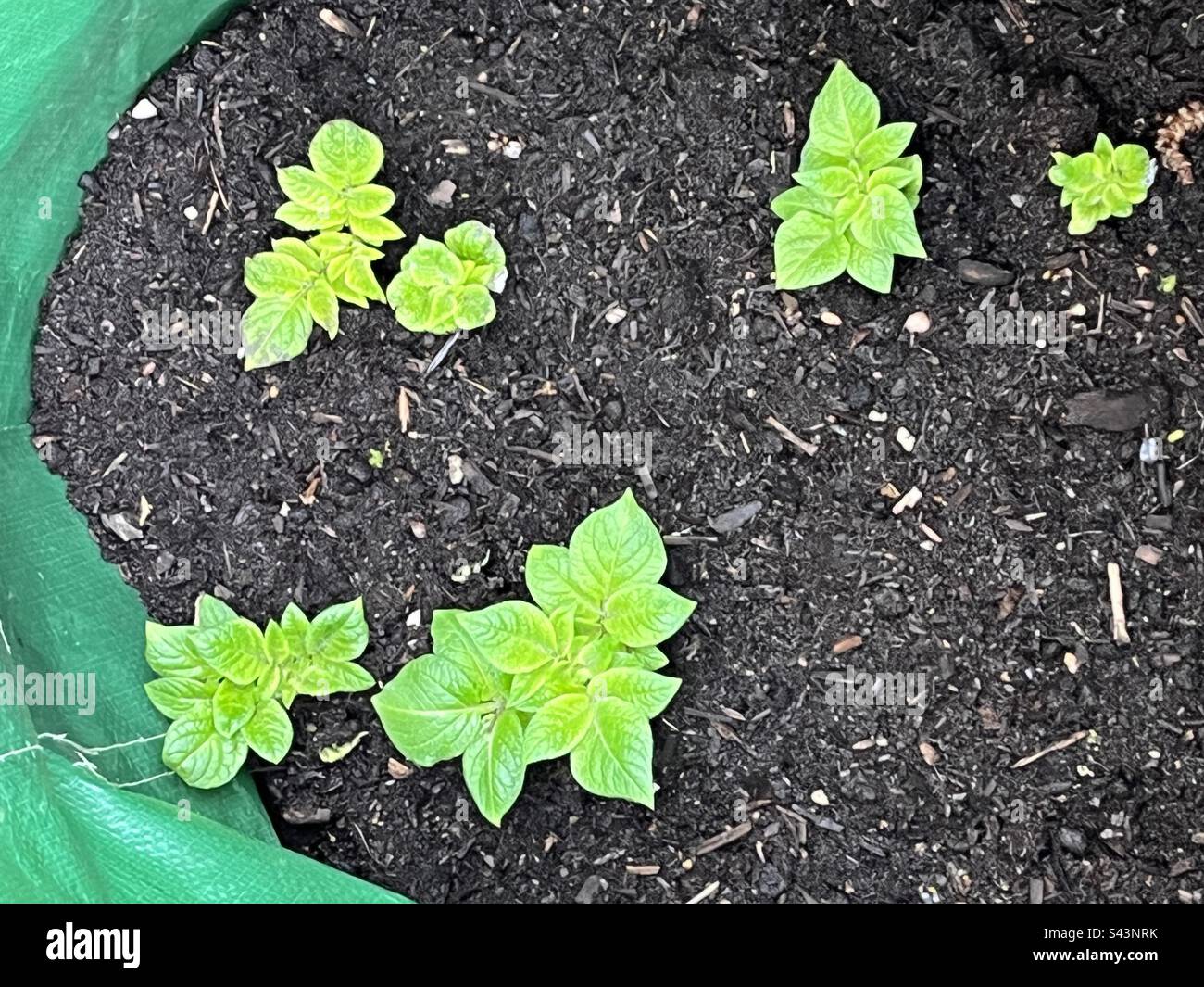 First Early Seed Potatoes ‘Colleen’ coming through soil Stock Photo - Alamy