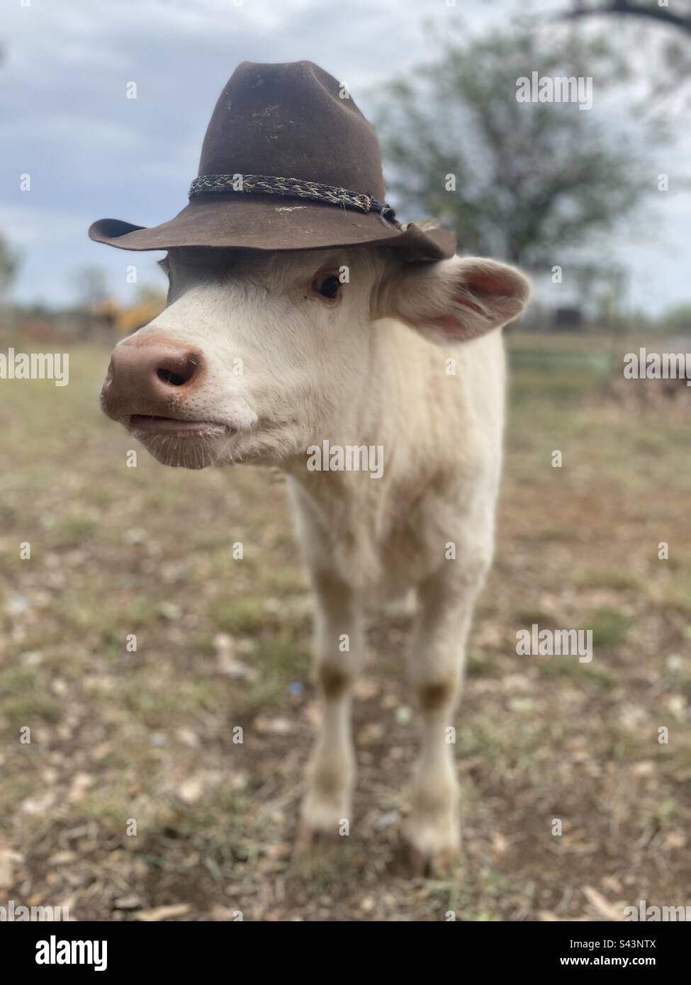 Poddy calf hi-res stock photography and images - Alamy
