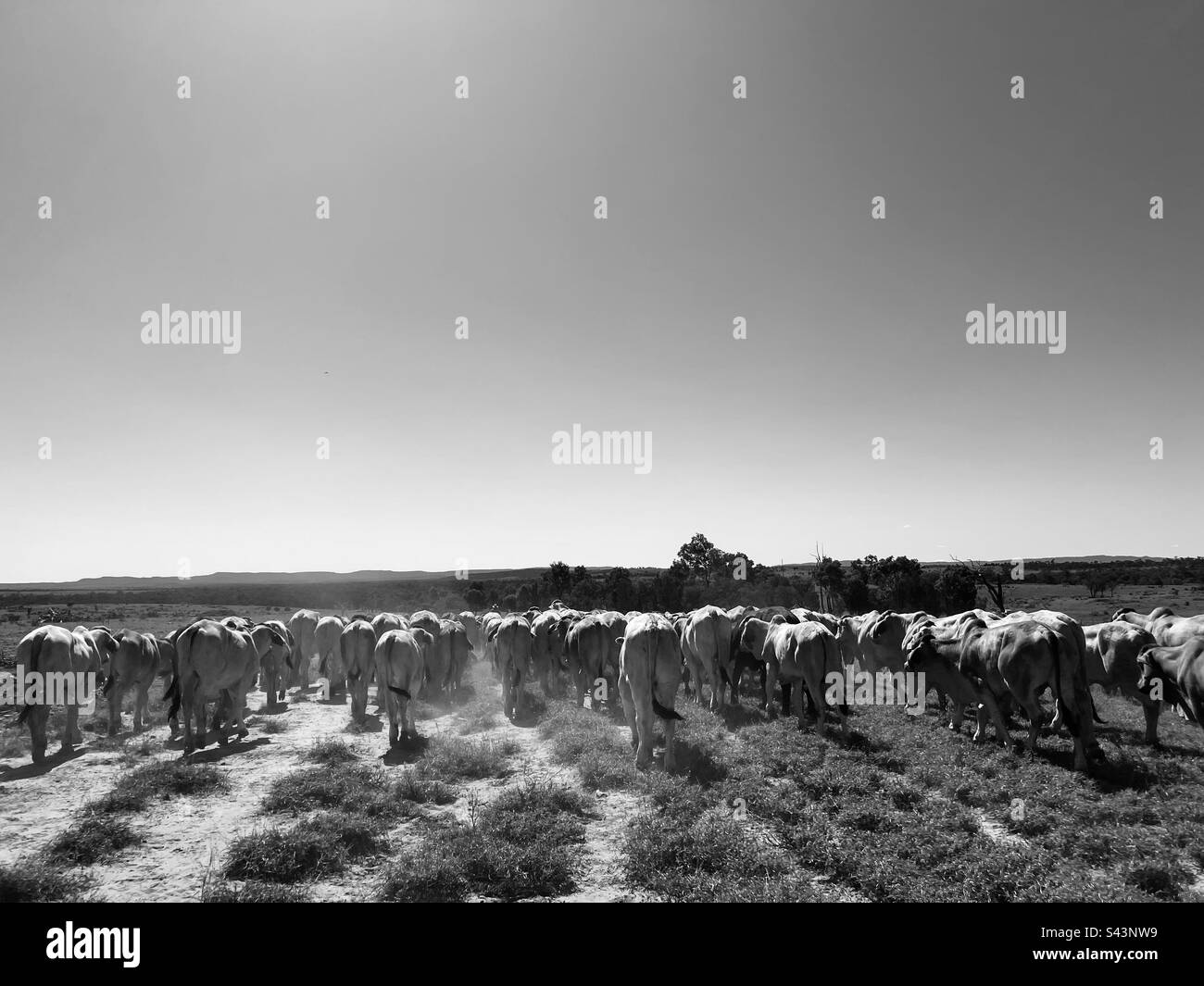 Muster cattle Black and White Stock Photos & Images - Alamy