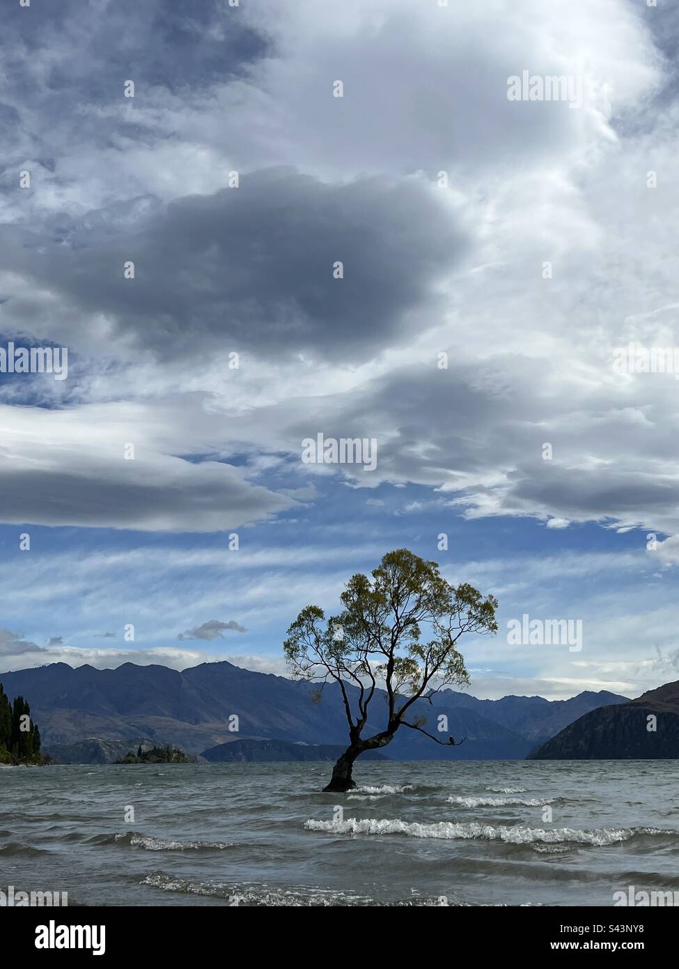 Tree of wanaka hi-res stock photography and images - Alamy