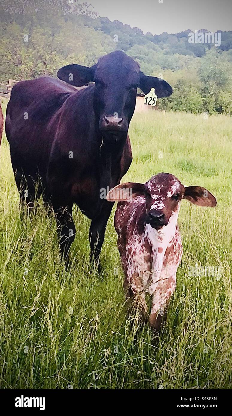 Beefmaster hi-res stock photography and images - Alamy