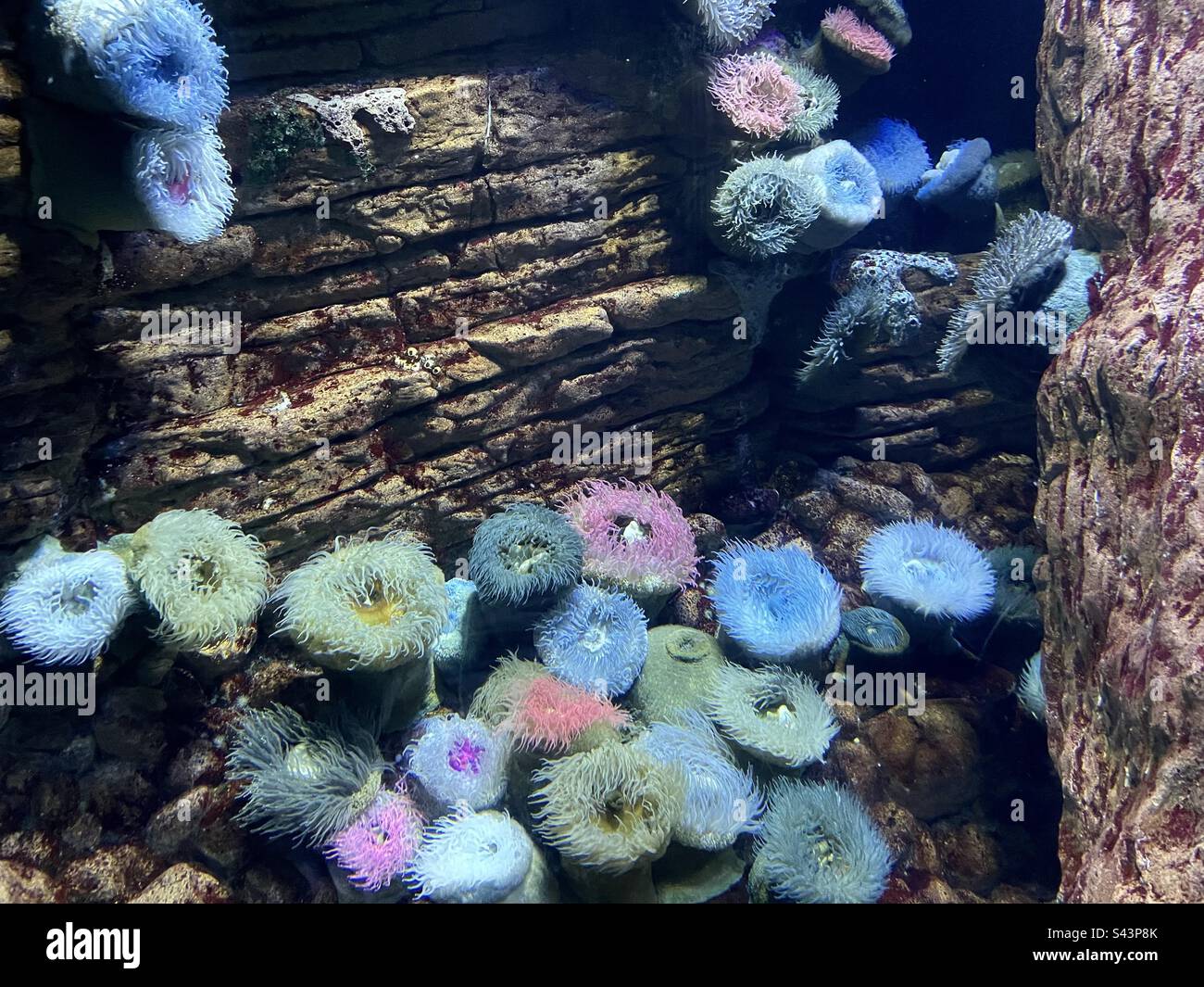 Under the sea colors hi-res stock photography and images - Alamy