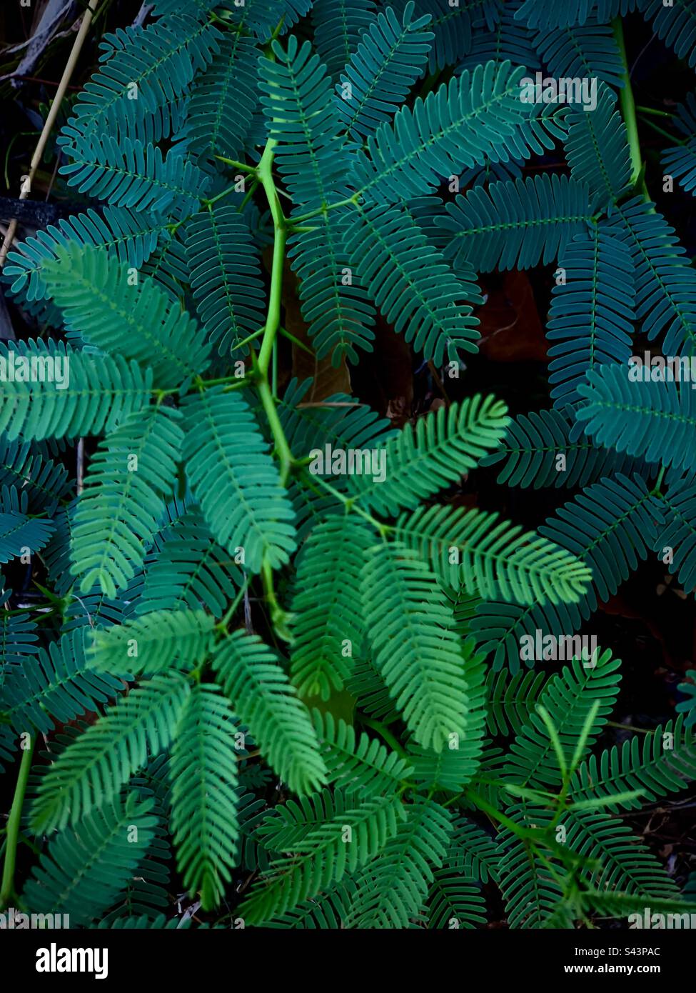 Leave close up hi-res stock photography and images - Alamy