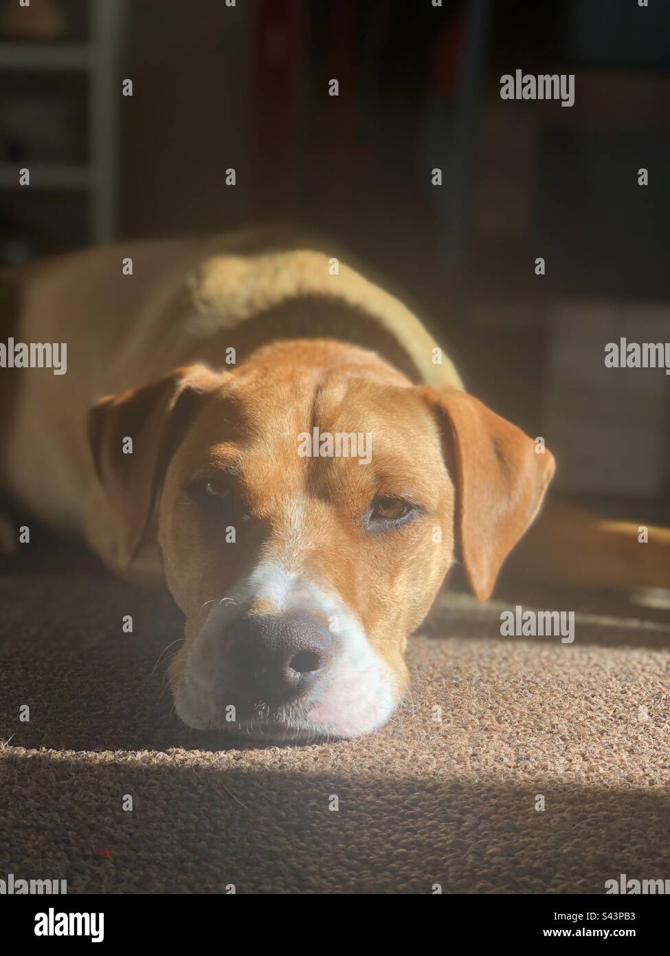 Dog sunbathing hi-res stock photography and images - Alamy