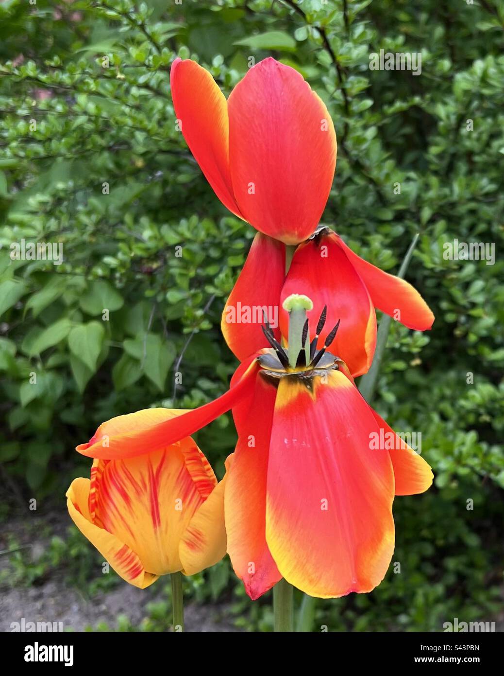 Wind blown tulip. Orange and yellow spring flower Stock Photo - Alamy