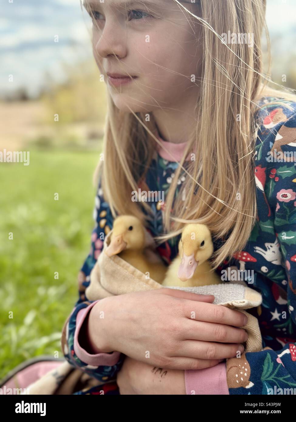 Young girl gently holding two yellow baby ducklings outside in a field ...