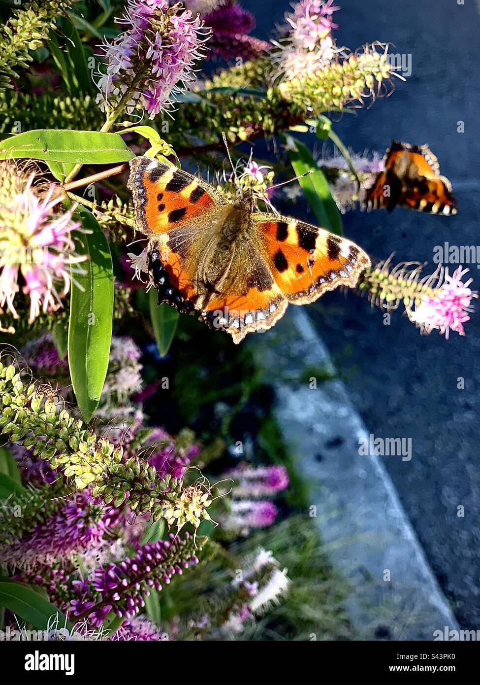North yorkshire butterflies hi-res stock photography and images - Alamy