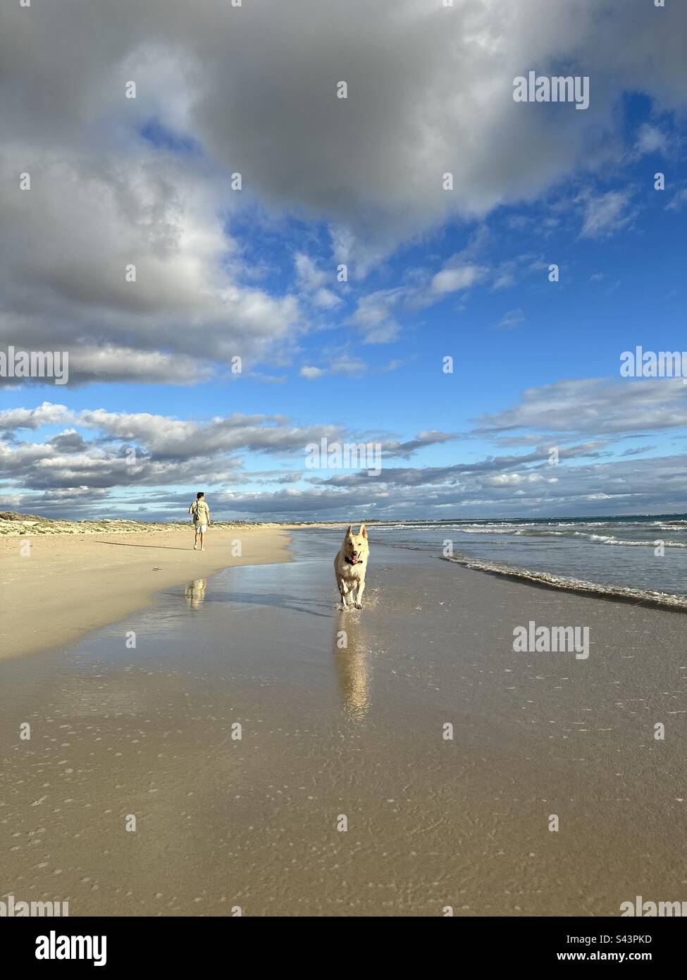 Dog beach waves hi-res stock photography and images - Alamy