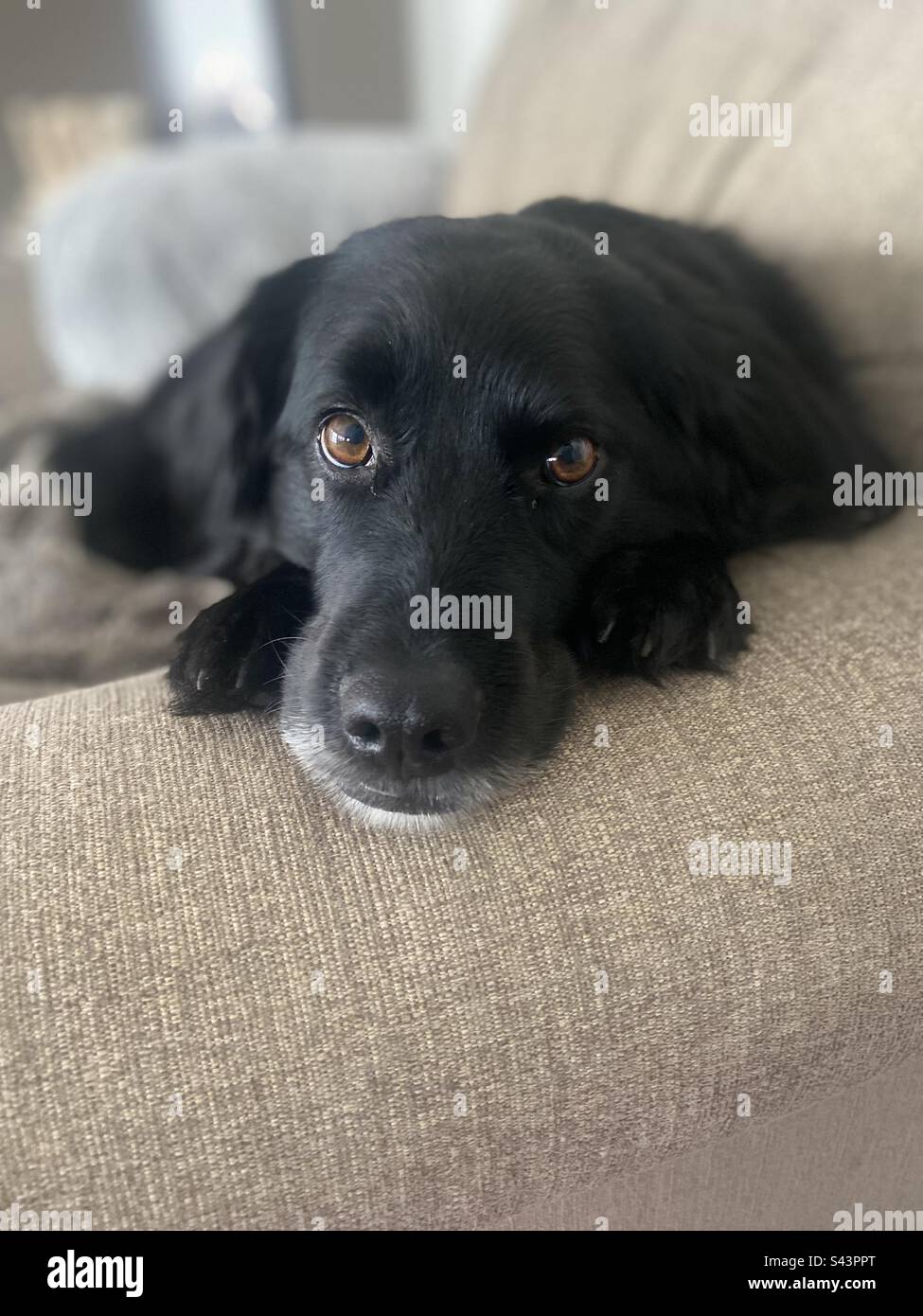 Sad dog and family hi-res stock photography and images - Alamy