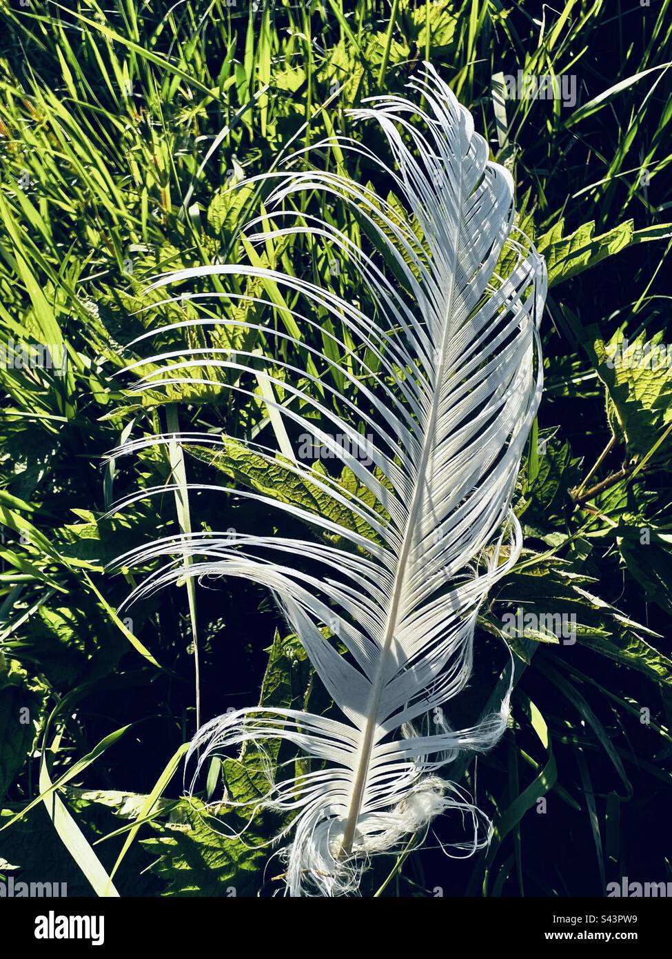 Feather Facebook Cover