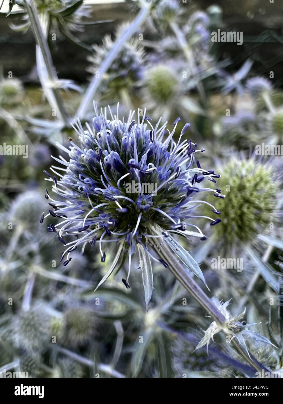 Purple thistle hi-res stock photography and images - Alamy
