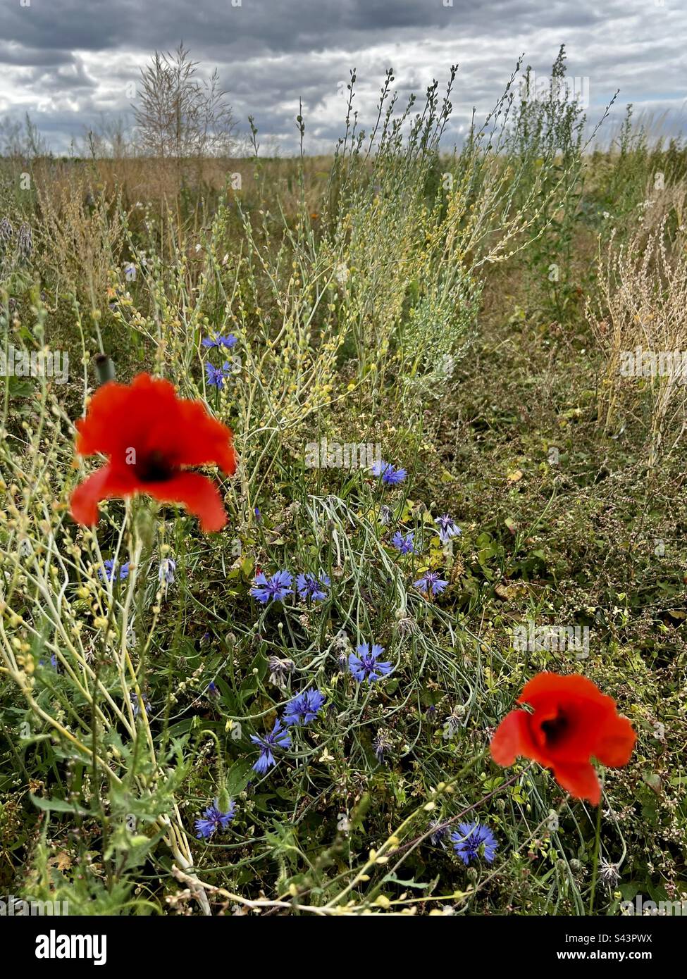 Poppys hi-res stock photography and images - Alamy